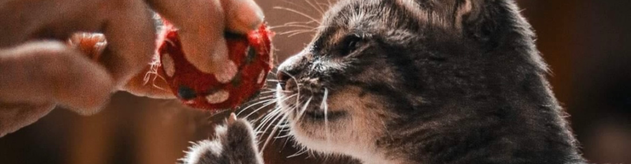 Terre Animale | HelloAsso